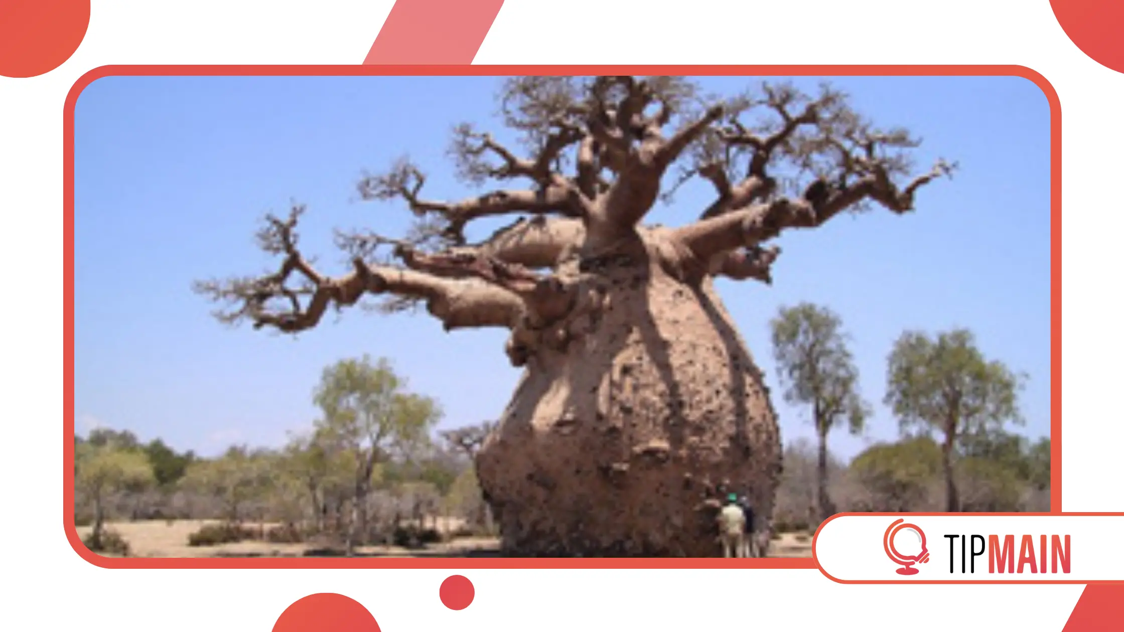 Why the Baobab Tree Is Called the “Tree of Life” in Africa
