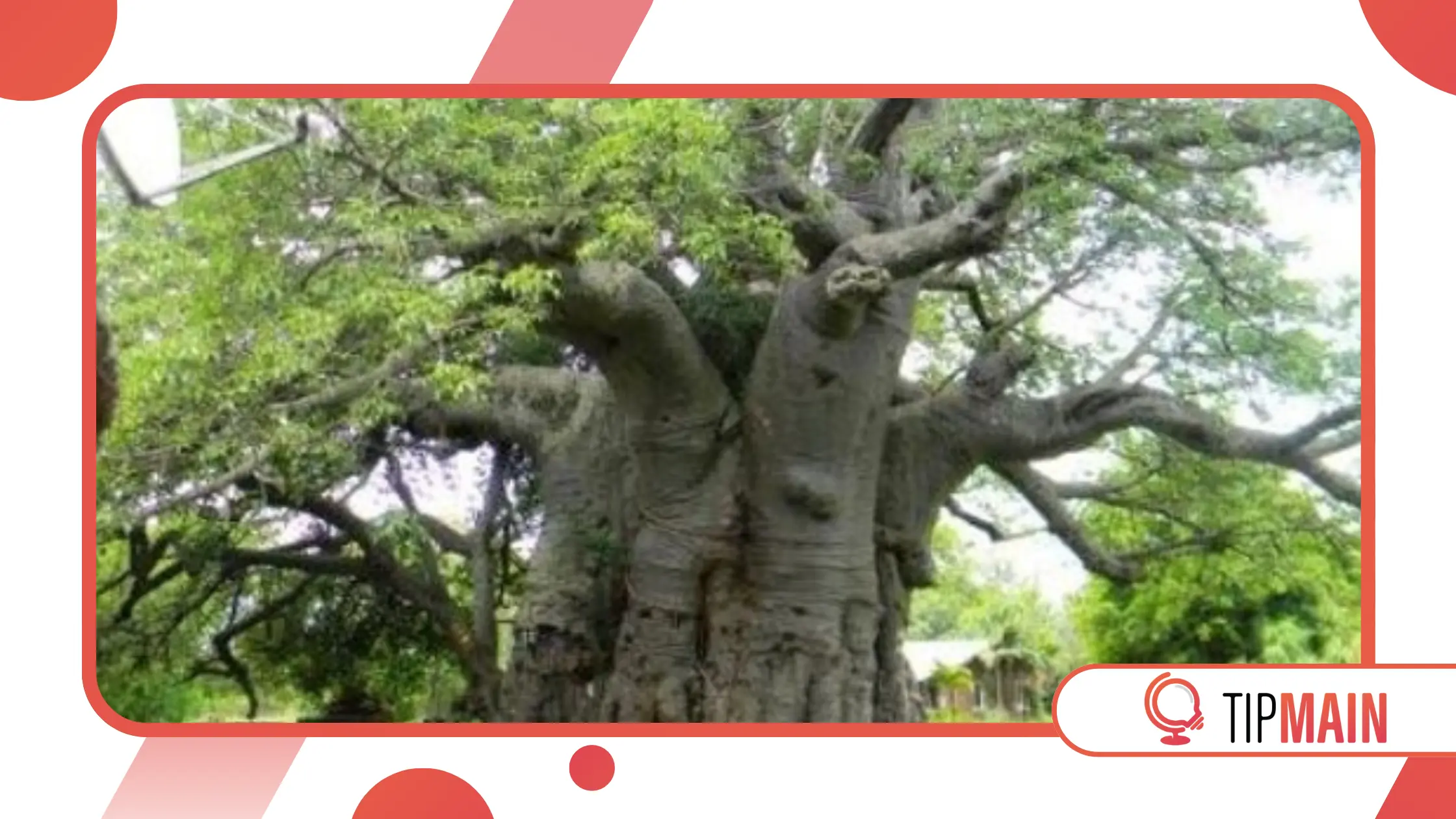 Palaver Trees: Spaces of Justice and Community Debate